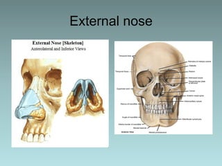 Lec.4,nose pt&rc | PDF