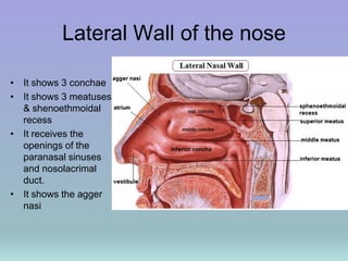 Lec.4,nose pt&rc | PDF