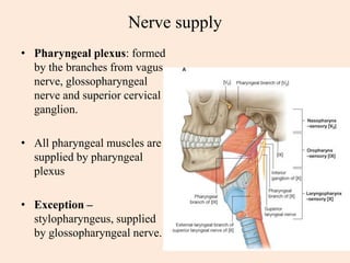 Lec.5,pharynx pt&rc | PDF
