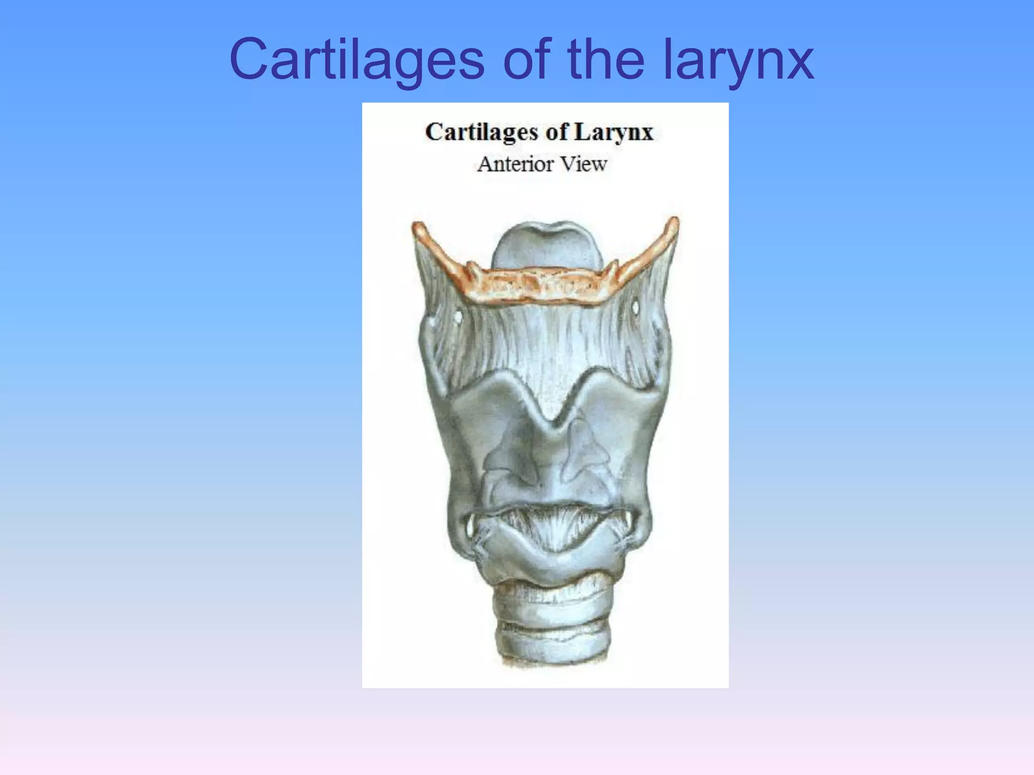 Lec.6,larynx pt&rc | PDF