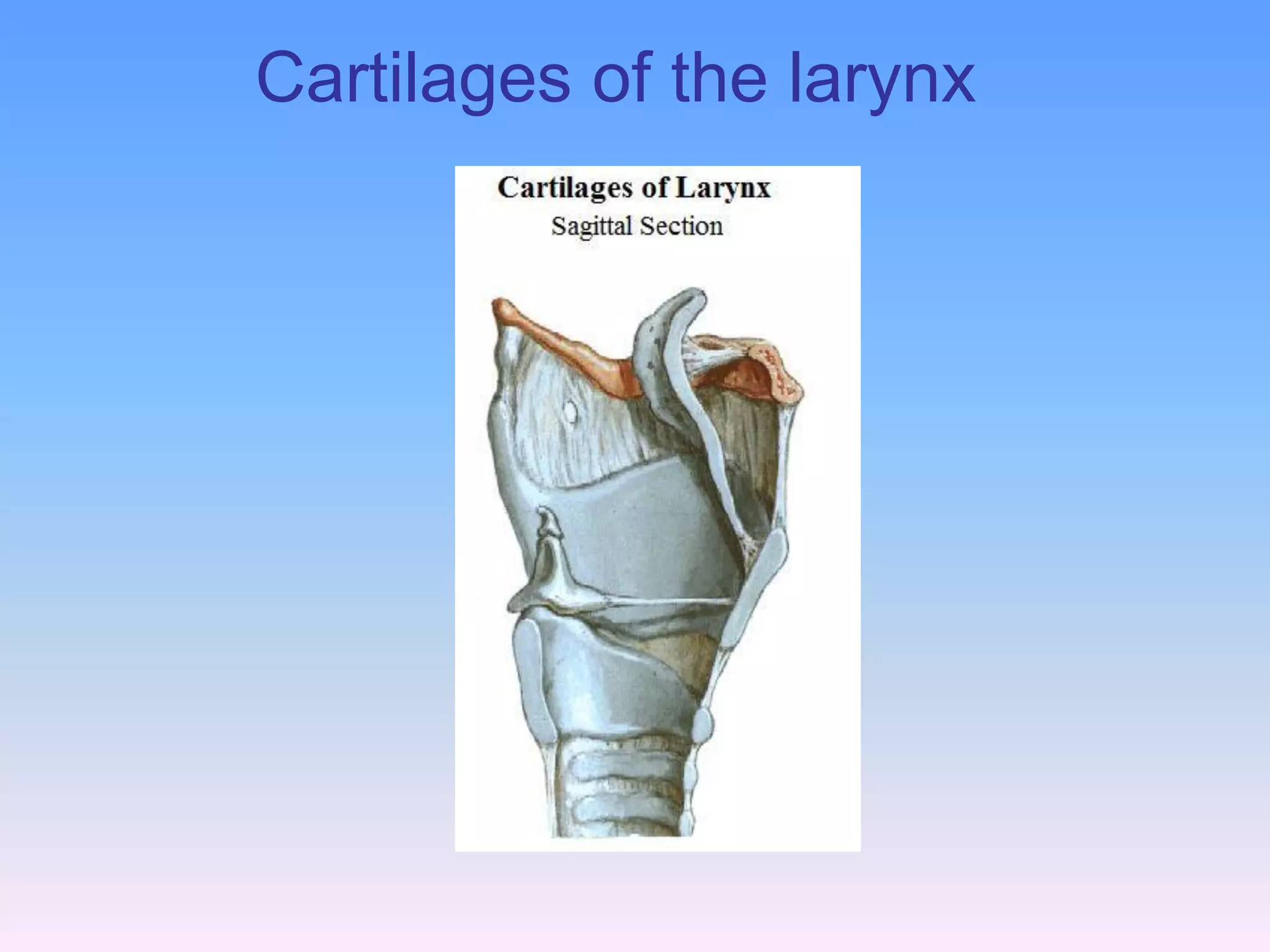 Lec.6,larynx pt&rc | PDF