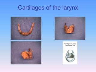 Lec.6,larynx pt&rc | PDF