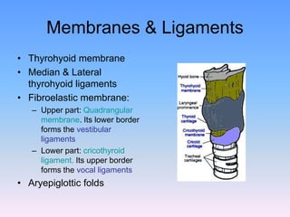 Lec.6,larynx pt&rc | PDF