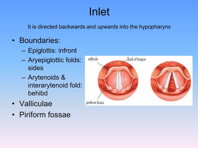 Lec.6,larynx pt&rc | PDF