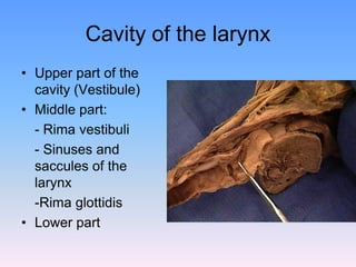 Lec.6,larynx pt&rc | PDF
