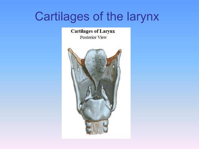 Lec.6,larynx pt&rc | PDF