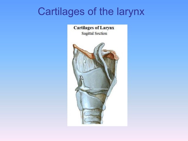 Lec.6,larynx pt&rc | PPT