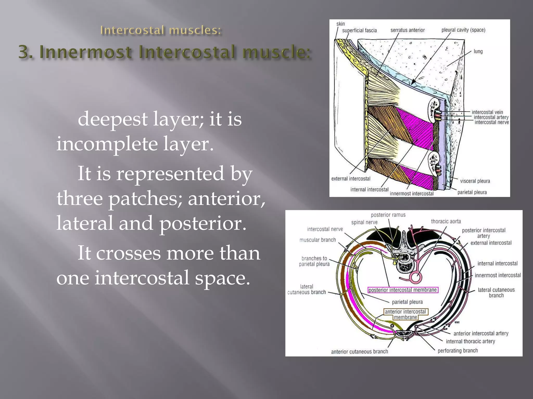 Lec.7,intercostal spaces | PDF