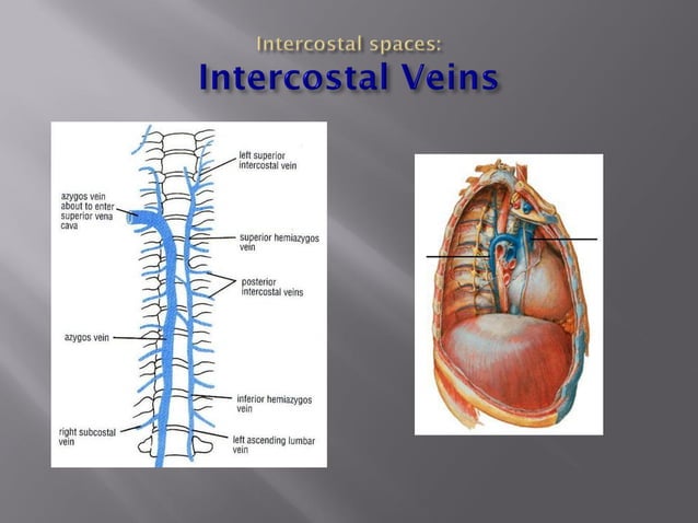 Lec.7,intercostal spaces | PDF | Death, Injury, or Military Conflict ...