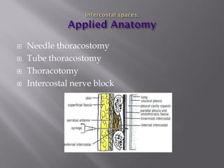 Lec.7,intercostal spaces | PDF