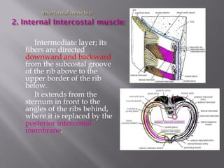 Lec.7,intercostal spaces | PDF