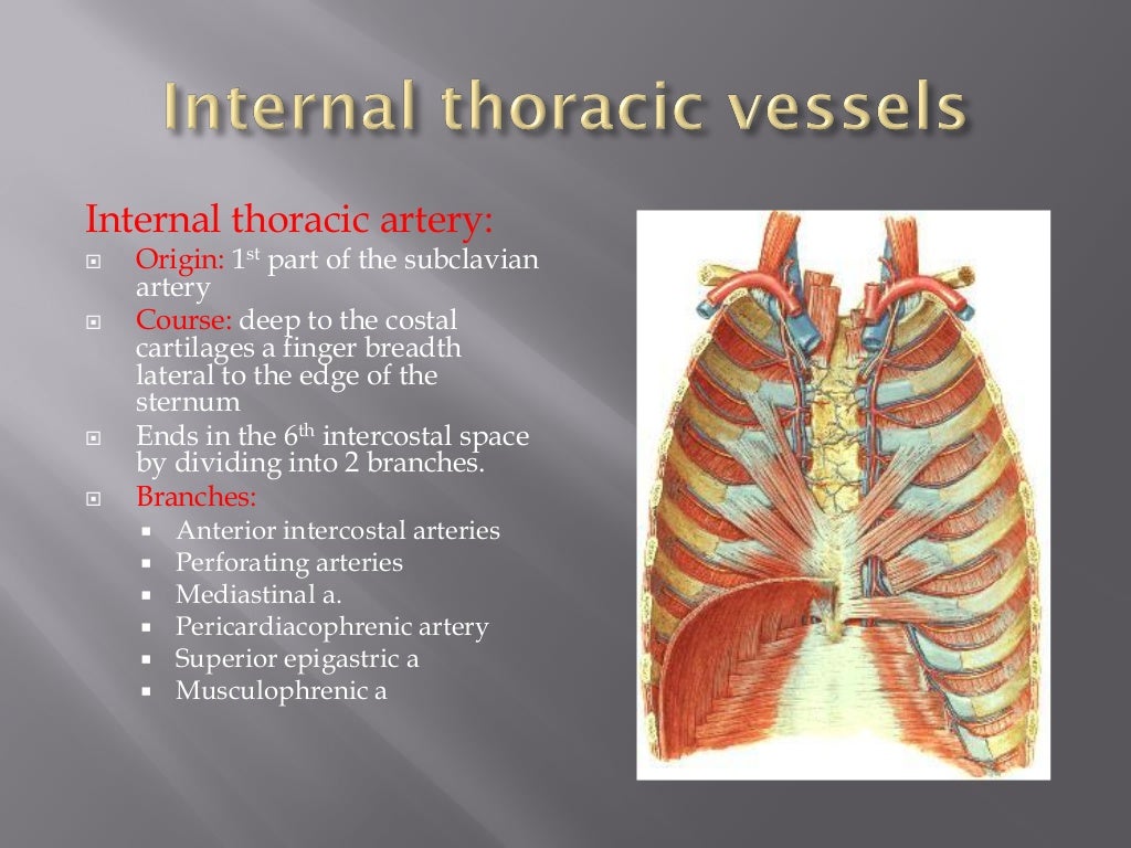 Lec.7,intercostal spaces