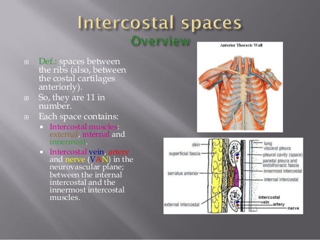 Lec.7,intercostal spaces