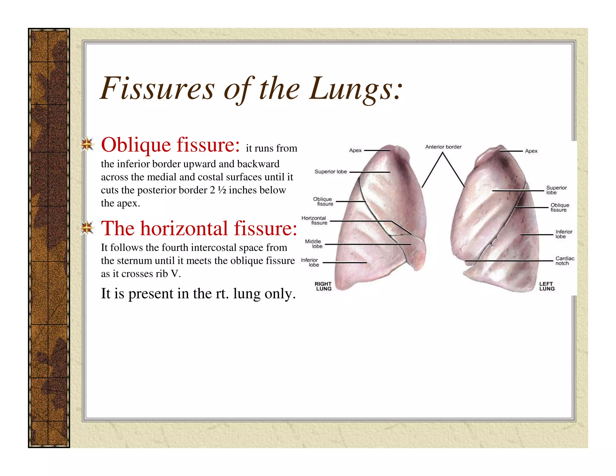 Lec.8 lungs pt&rc | PDF
