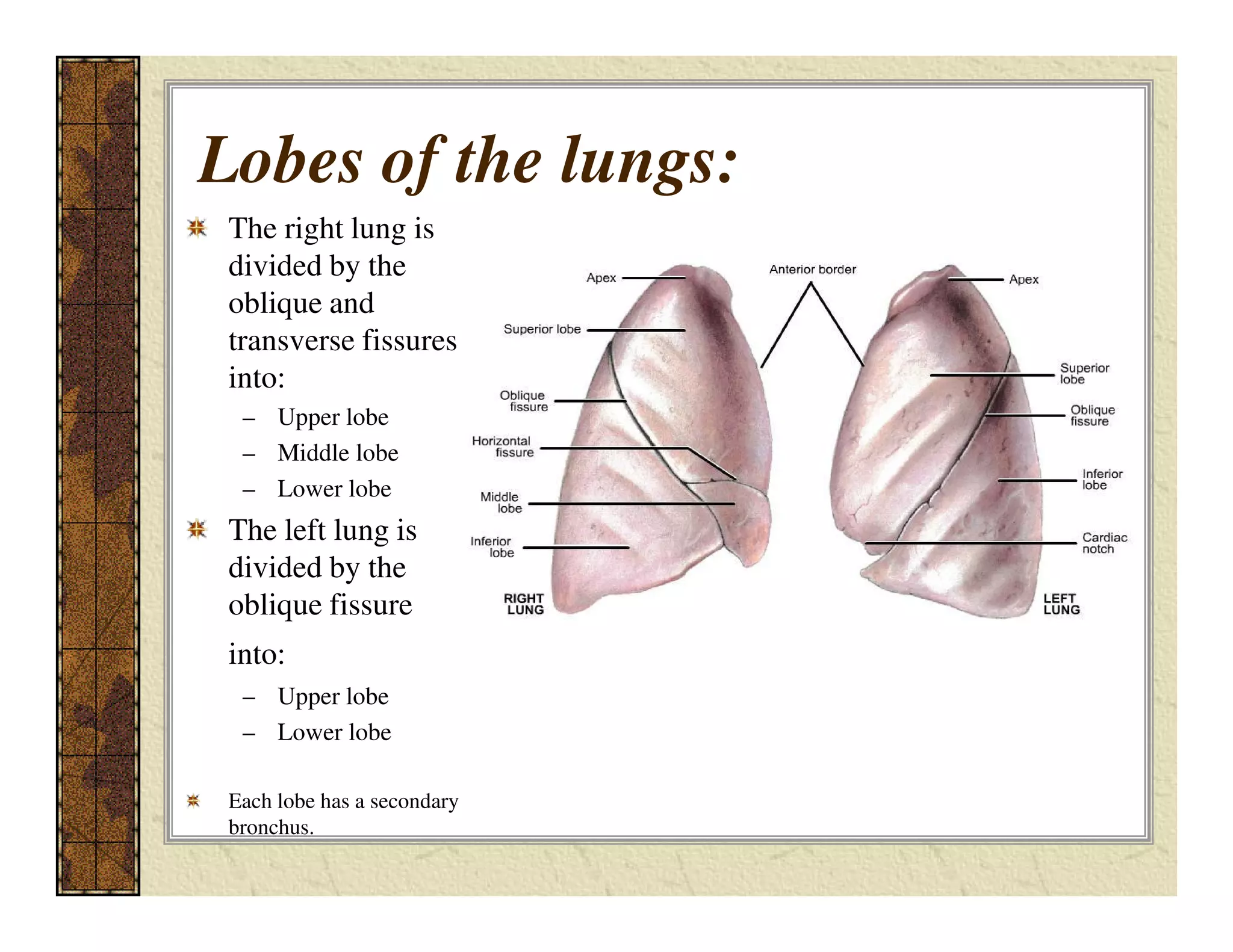 Lec.8 lungs pt&rc | PDF