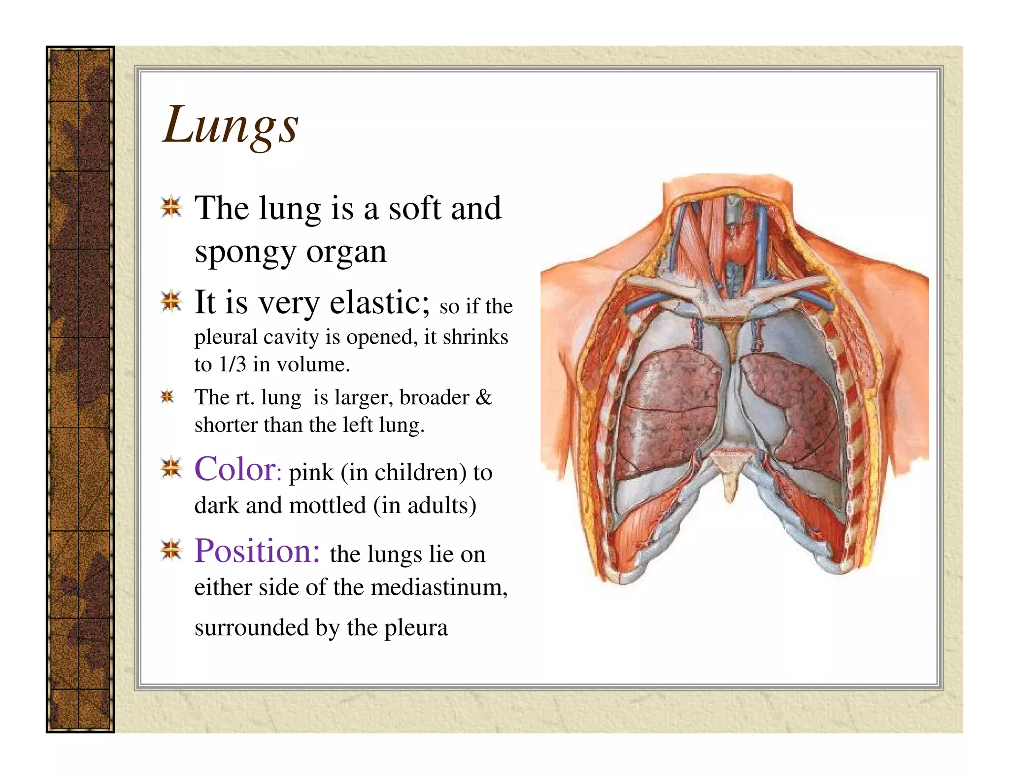 Lec.8 lungs pt&rc | PDF