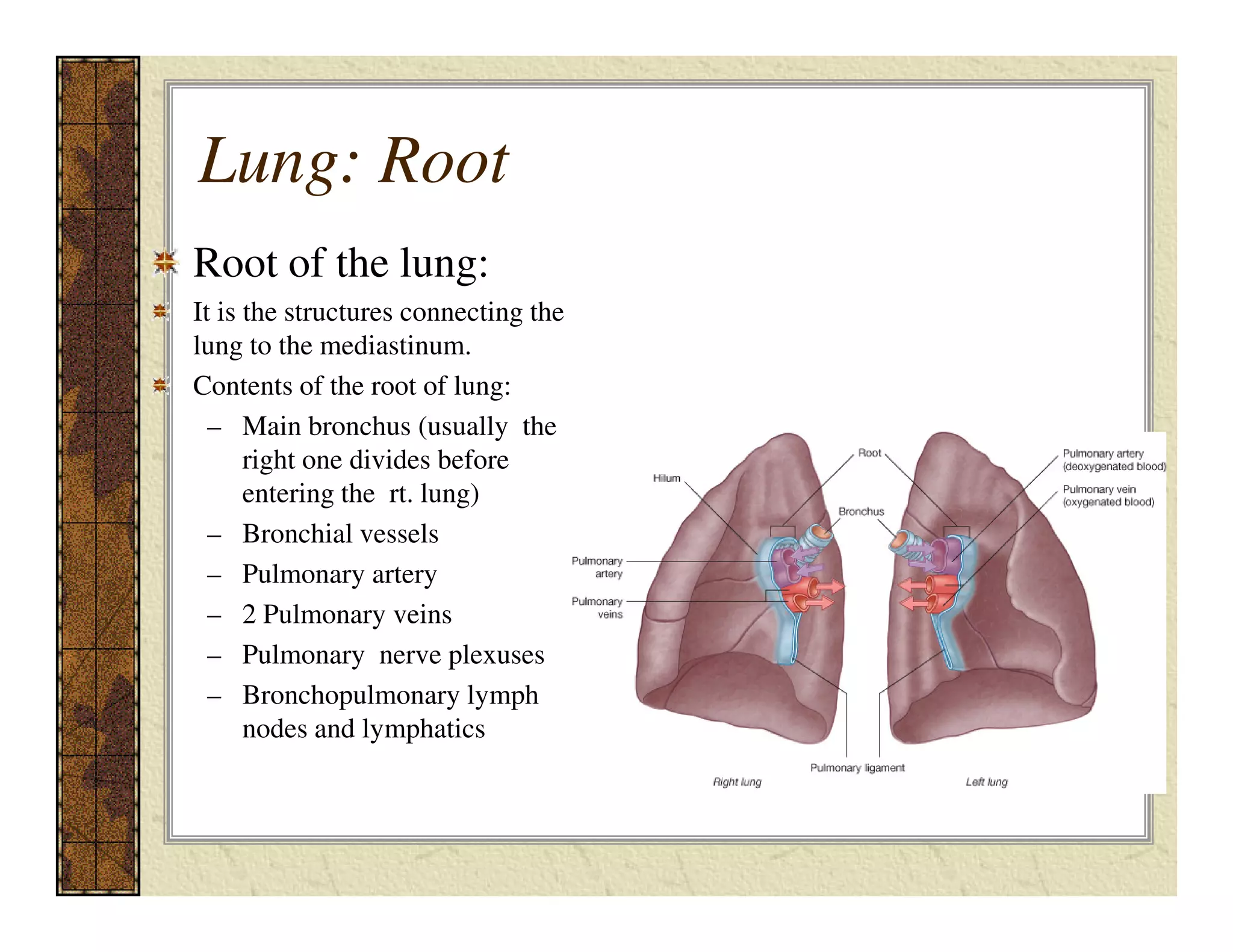 Lec.8 lungs pt&rc | PDF