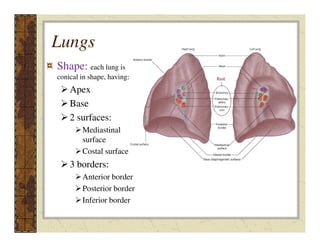 Lec.8 lungs pt&rc | PDF