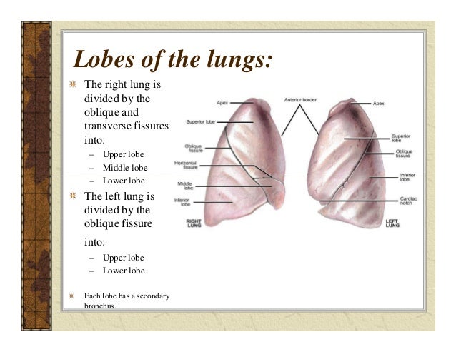 Saggital Left Lung Lobes