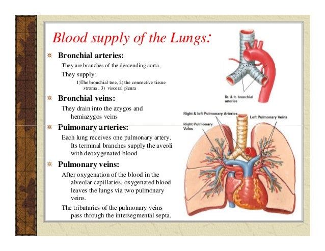 Lec.8 lungs pt&rc