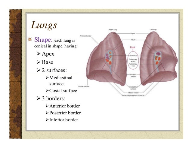 Lec.8 lungs pt&rc