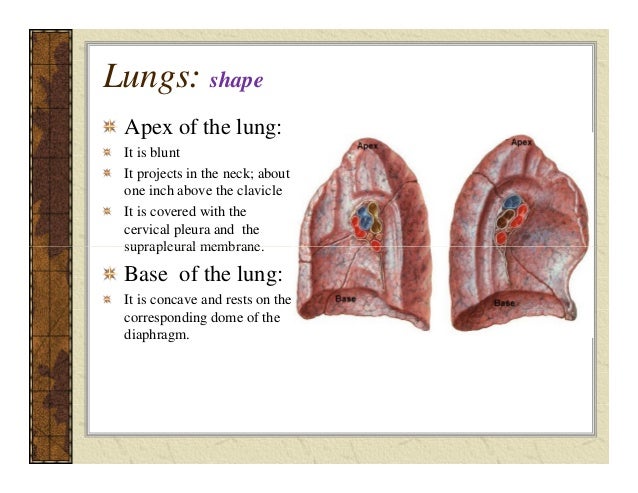 Lec.8 lungs pt&rc