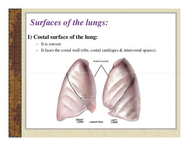 Lec.8 lungs pt&rc