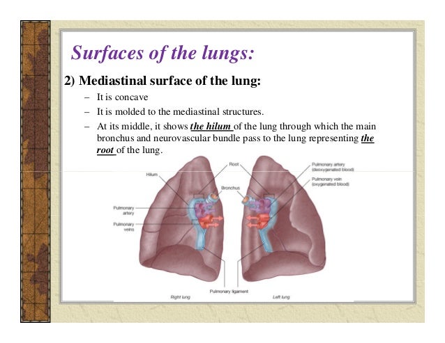 Surface Anatomy Of The Lungs