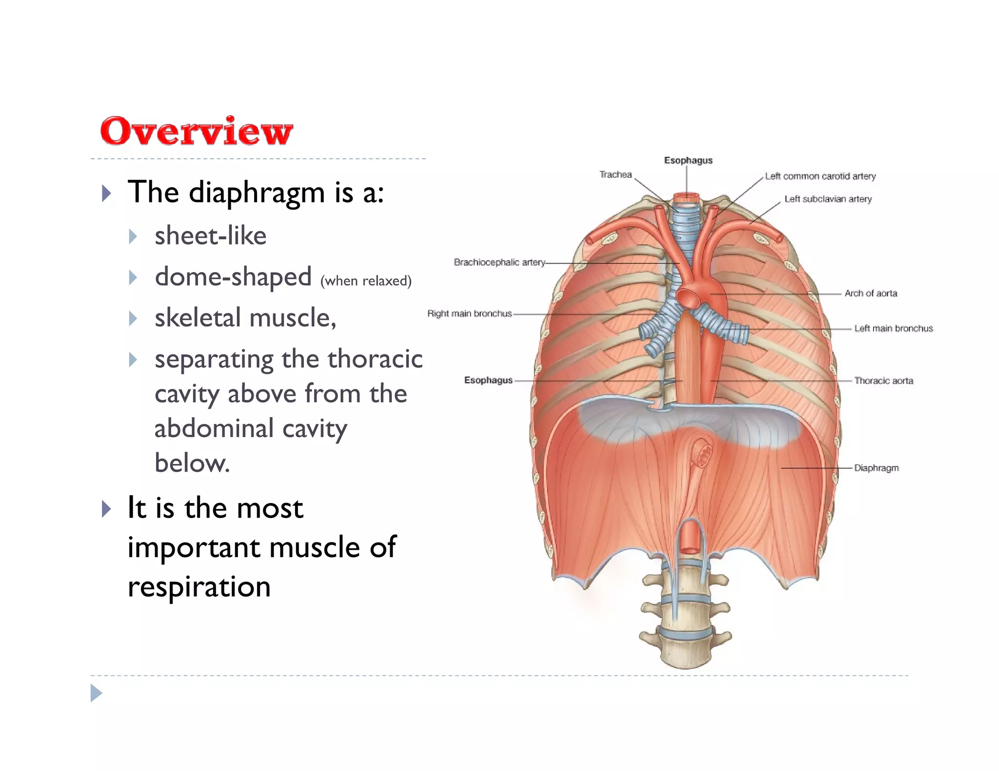 Lec.9 diaphragm pt&rt | PDF
