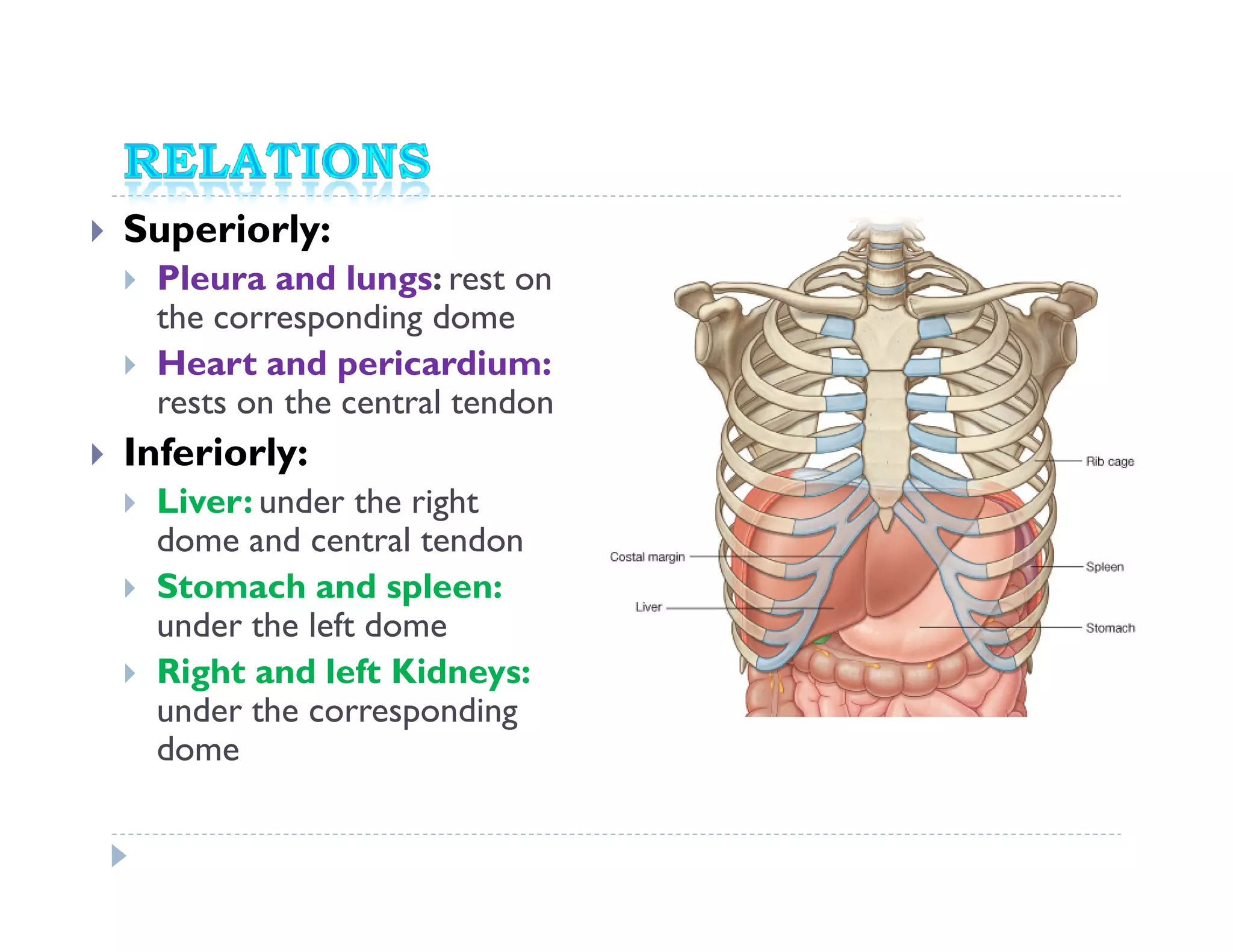 Lec.9 diaphragm pt&rt | PDF