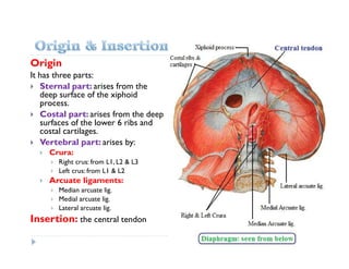 Lec.9 diaphragm pt&rt | PDF