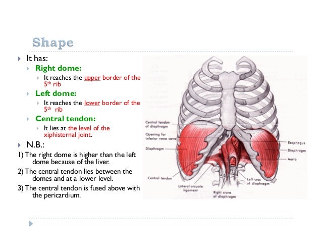 Lec.9 diaphragm pt&rt