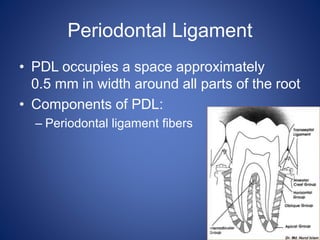 biology of tooth movement i | PPTX