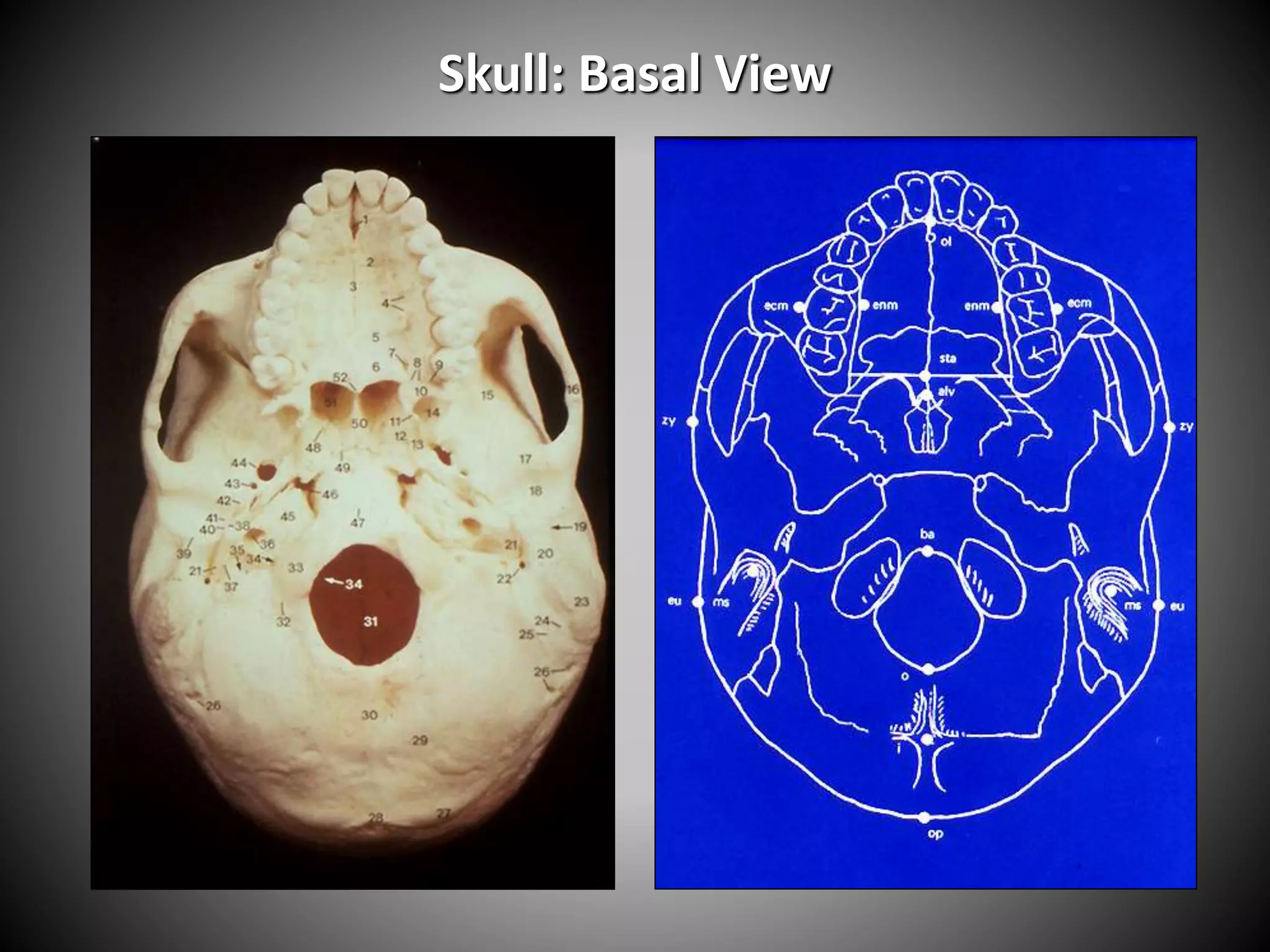 lateral cephalometry in orthodontics | PPTX