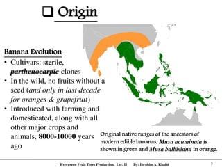 Lec. ii banana and plantain | PDF