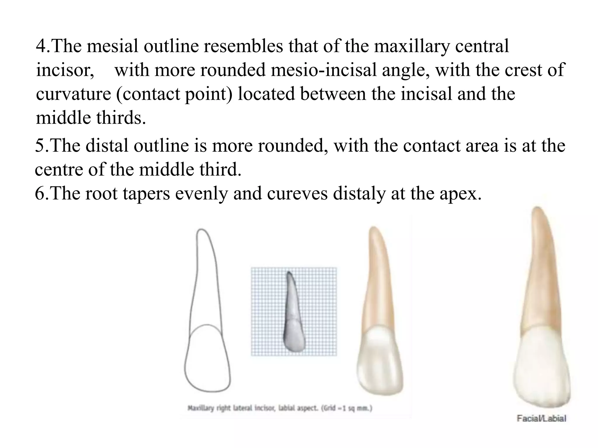 Lec.5. Dental anatomy 2018pptx | PPTX