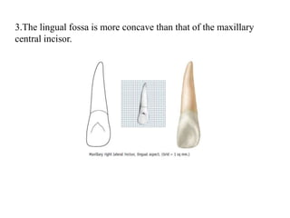 Lec.5. Dental anatomy 2018pptx | PPTX