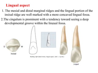 Lec.5. Dental anatomy 2018pptx | PPTX