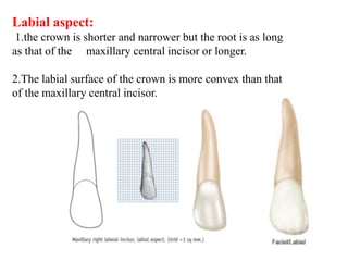 Lec.5. Dental anatomy 2018pptx | PPT