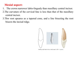Lec.5. dental anatomy 2018-Permanent Maxillary lateral Incisors # 7 ...