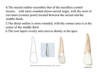 Lec.5. dental anatomy 2018-Permanent Maxillary lateral Incisors # 7 ...