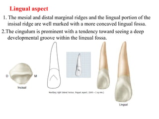 Lec.5. dental anatomy 2018-Permanent Maxillary lateral Incisors # 7 ...