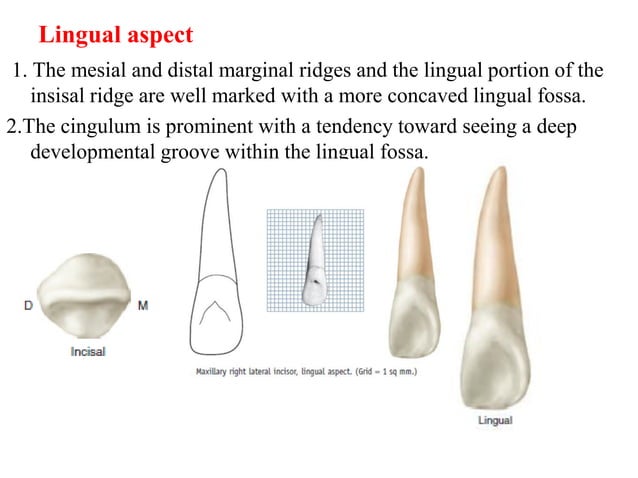 Lec.5. dental anatomy 2018-Permanent Maxillary lateral Incisors # 7 ...