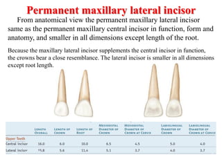 Maxillary Lateral Incisor