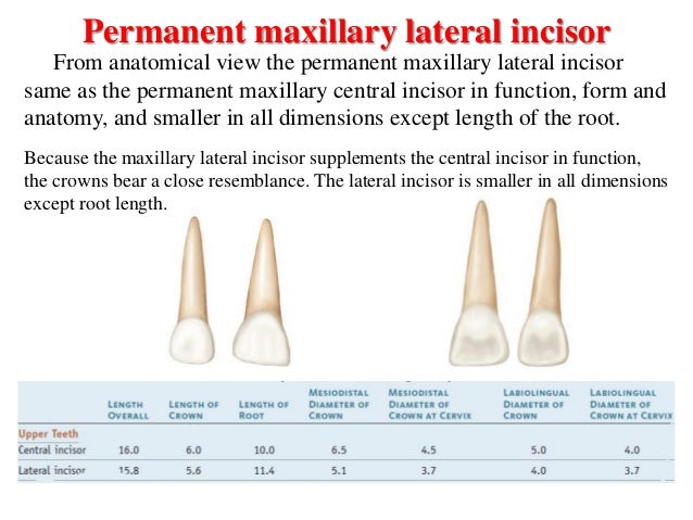 Lec.5. dental anatomy 2018-Permanent Maxillary lateral Incisors