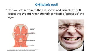 Lec-2- MUSCULAR SYSTEM -Muscles of head,Face and Neck.pptx