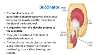 Lec-2- MUSCULAR SYSTEM -Muscles of head,Face and Neck.pptx