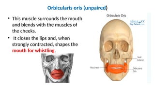 Lec-2- MUSCULAR SYSTEM -Muscles of head,Face and Neck.pptx