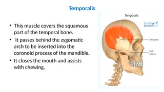 Lec-2- MUSCULAR SYSTEM -Muscles of head,Face and Neck.pptx