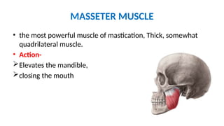 Lec-2- MUSCULAR SYSTEM -Muscles of head,Face and Neck.pptx